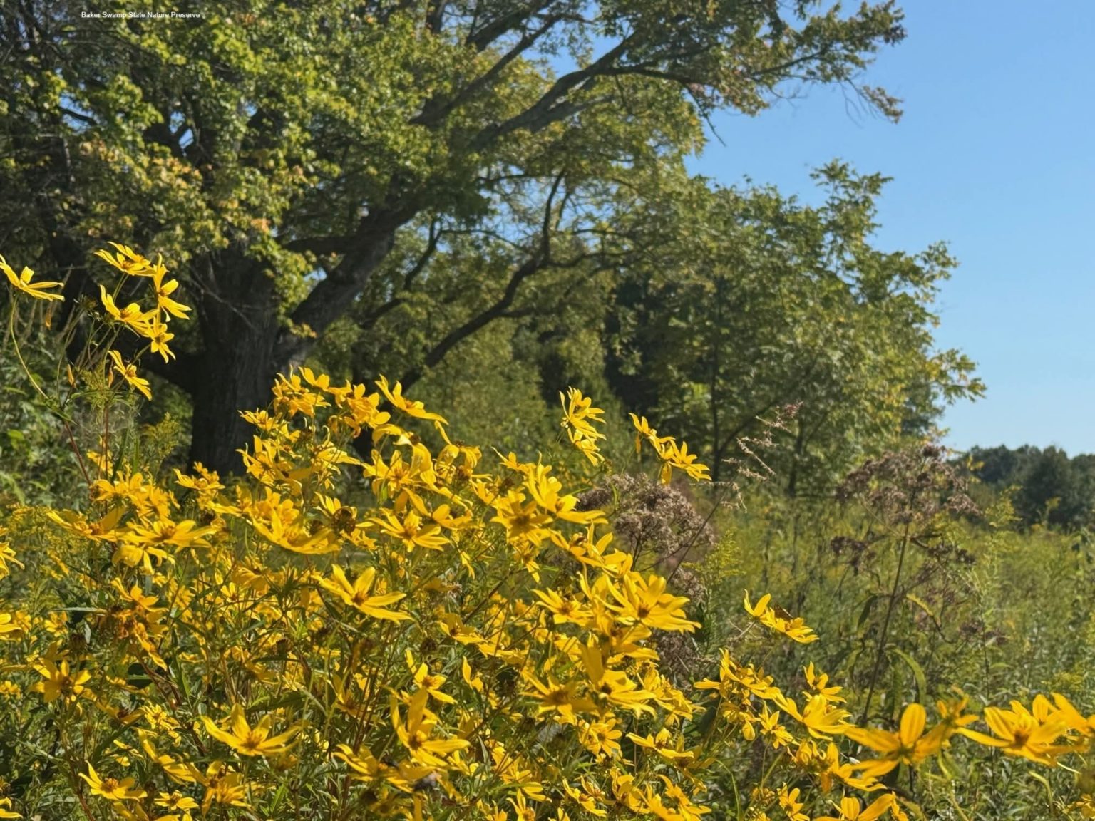 Baker Swamp in Jackson County Named Ohio’s 150th State Nature Preserve ...