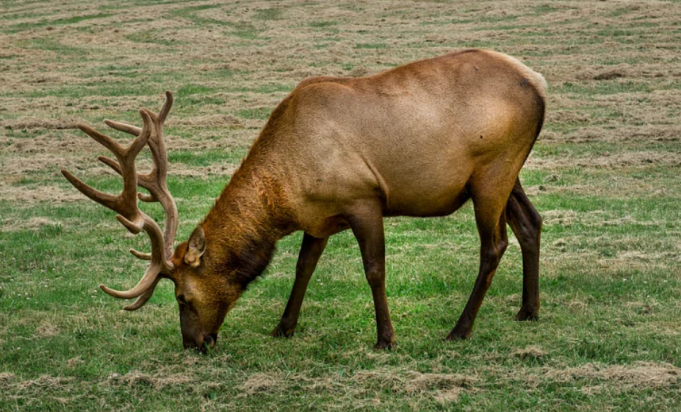 Elk Reintroduction and Off-Road Expansion: Ohio House Moves Forward ...